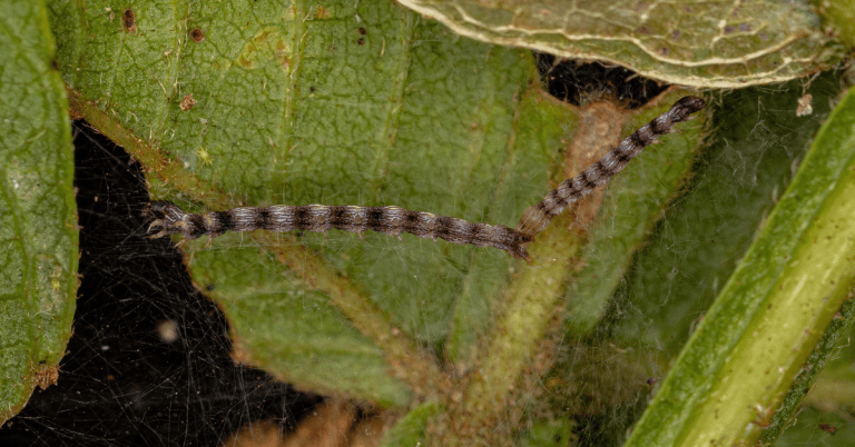 How To Kill A Moth Larvae? | Natures Way