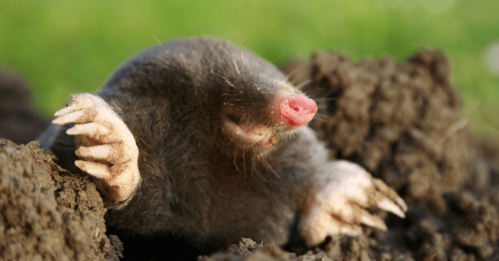 What Are The Pros And Cons Of Different Mole Control Methods? | Natures Way