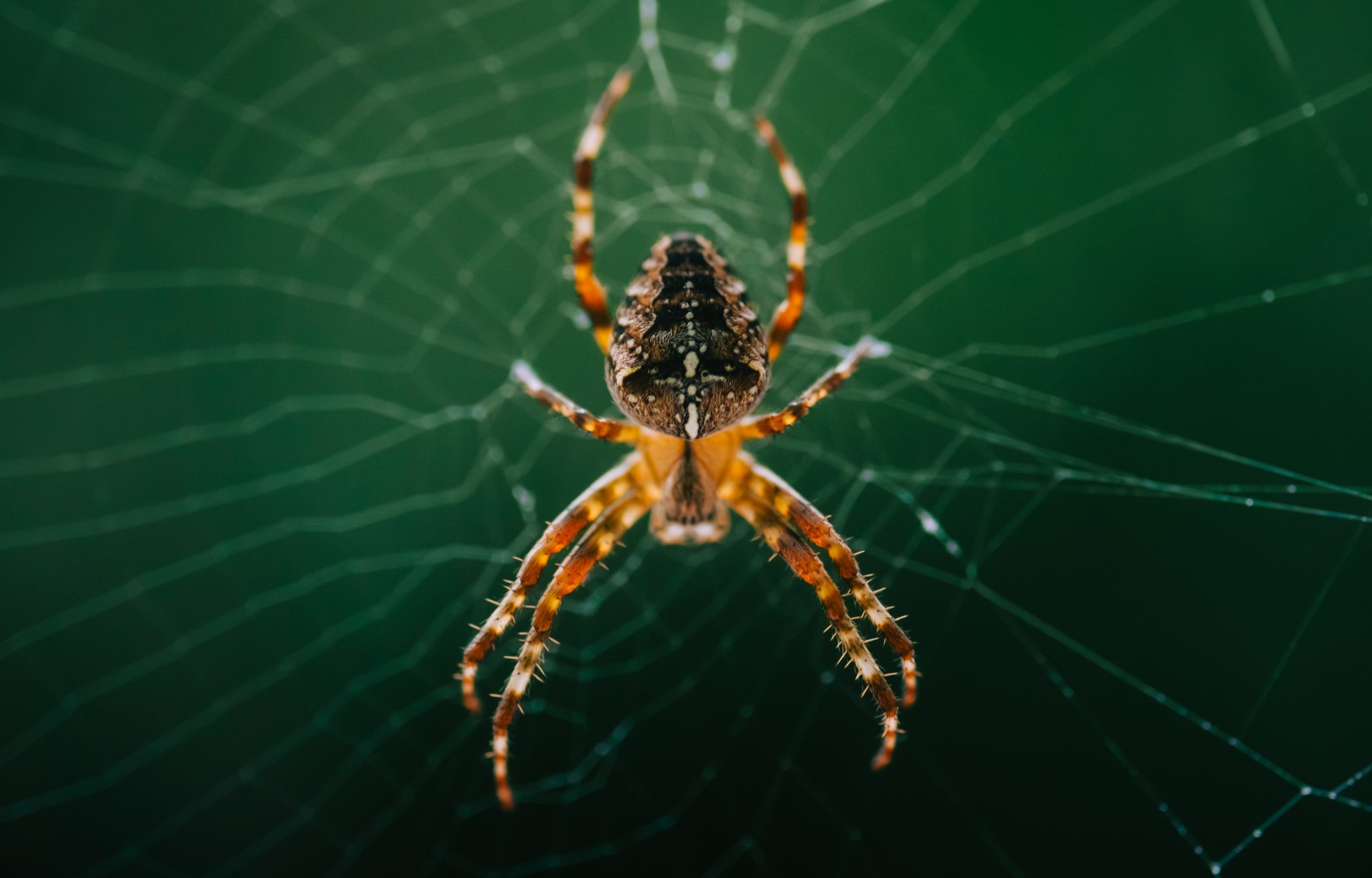 Spider Pest Control: Natural Tips To Keep Spiders Out | Nature's Way