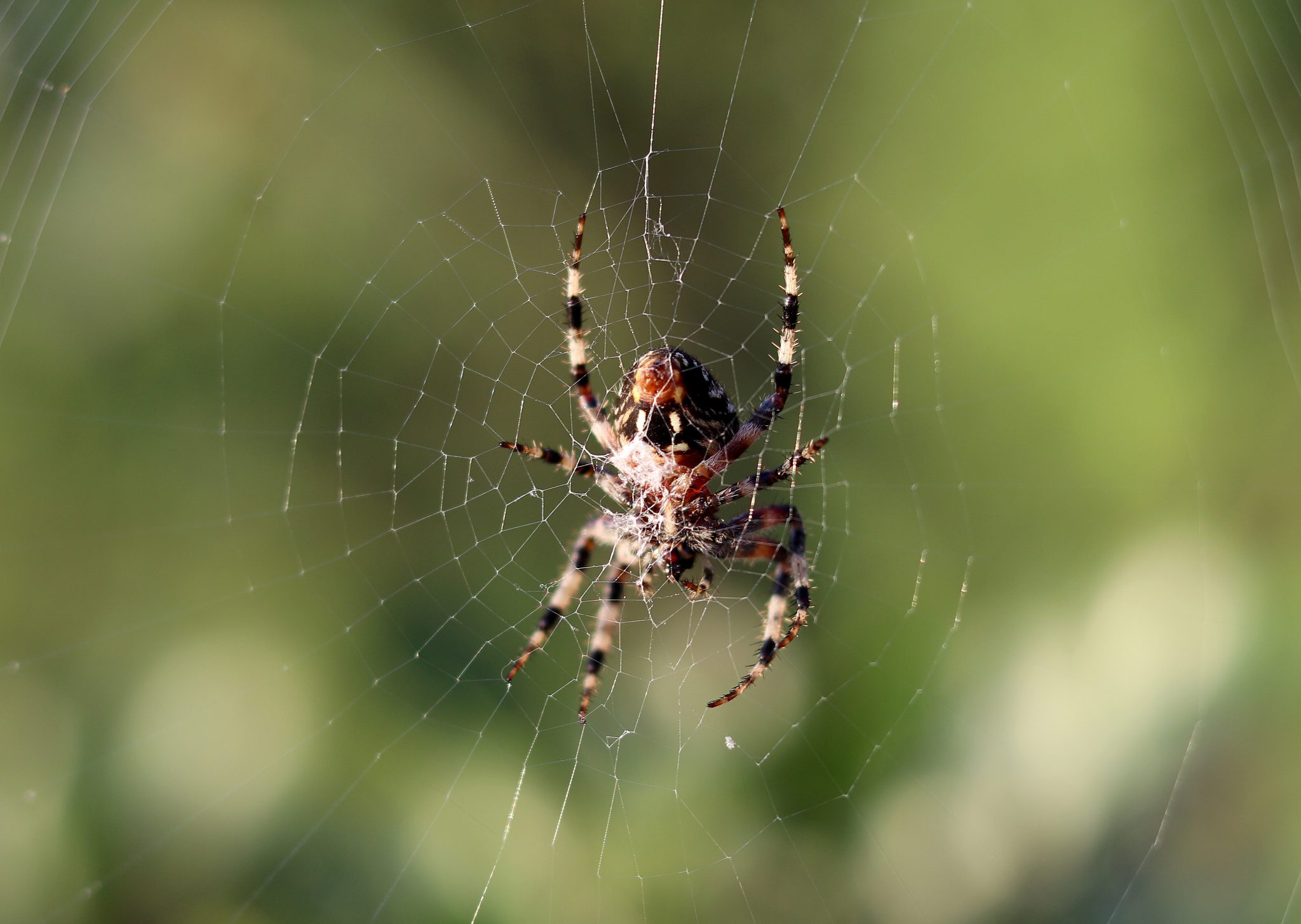 Spider Pest Control: Natural Tips To Keep Spiders Out | Nature's Way